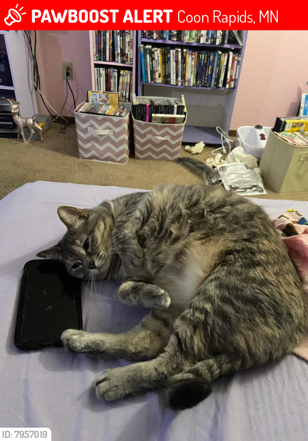 Coon Rapids Mn Lost Female Cat Abigail Is Missing Pawboost