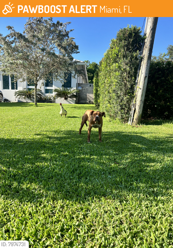Miami, FL Stray Female Dog Found Near Near Schenley Park in Miami near ...