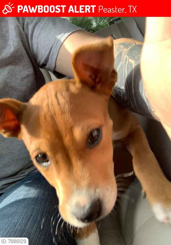Peaster, TX Lost Female Dog, Luna Is Missing | PawBoost