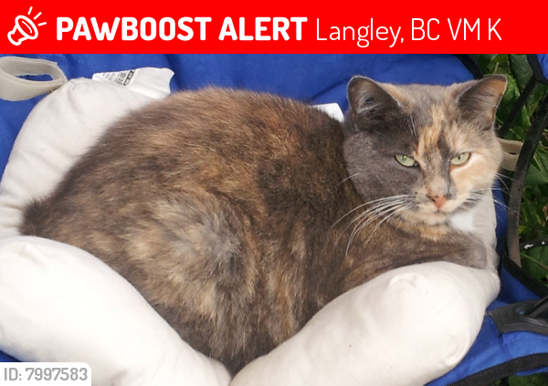 Langley, BC Lost Female Cat, Nunu Is Missing | PawBoost