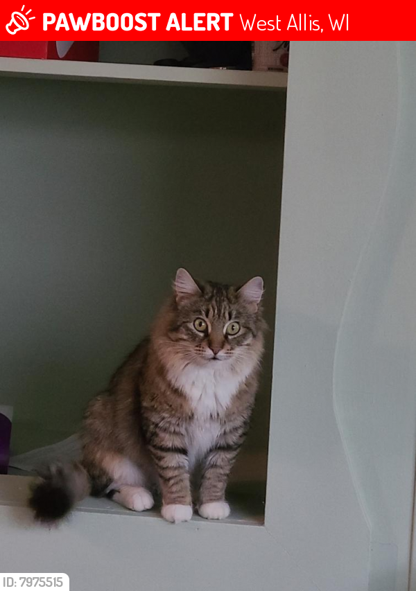 West Allis, WI Lost Female Cat, Reichi Is Missing | PawBoost
