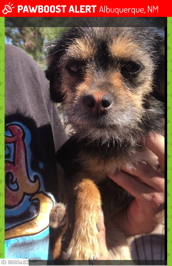 Lost Female Dog in Albuquerque, NM 87113 Named Panta (ID: 8005483 ...