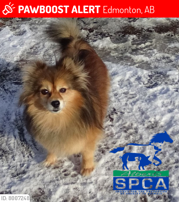 Edmonton, AB Lost Female Dog, Pomeranian Is Missing | PawBoost
