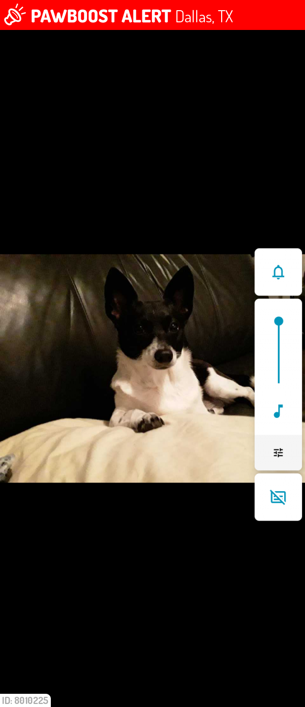 Dallas, TX Lost Female Dog, Pop Pop Is Missing | PawBoost