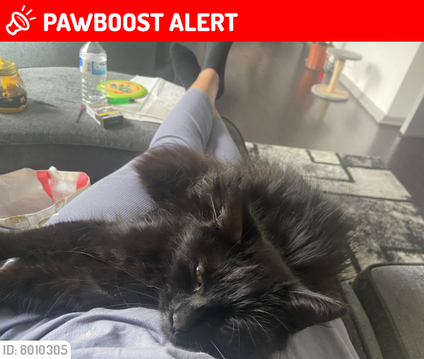 Moss Side, England Lost Female Cat, Mittens Is Missing | PawBoost