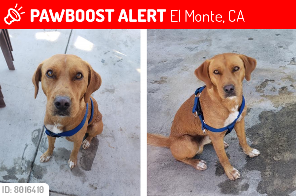 Lost Male Dog in El Monte, CA 91732 Named Dino (ID: 8016410) | PawBoost