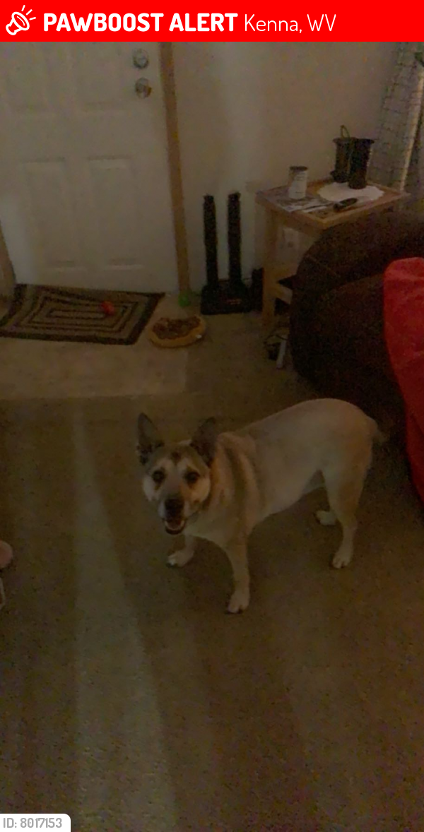 Kenna, WV Lost Female Dog, Mary Is Missing | PawBoost