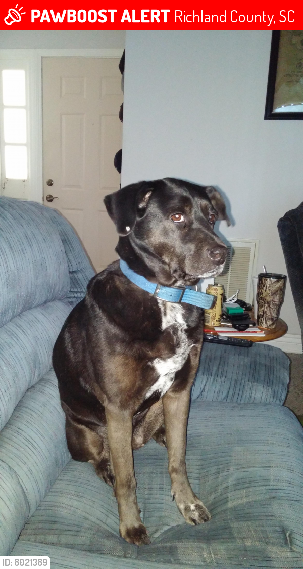Richland County, SC Lost Female Dog, Susie Is Missing | PawBoost