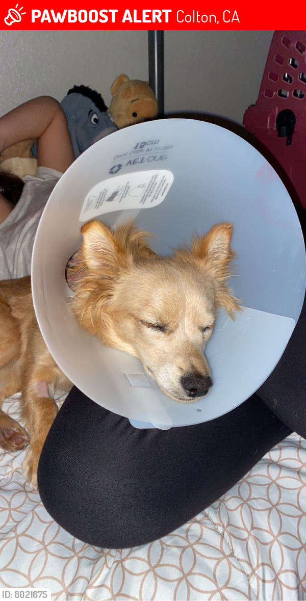 Lost Male Dog in Colton, CA 92324 Named Rex (ID: 8021675) | PawBoost