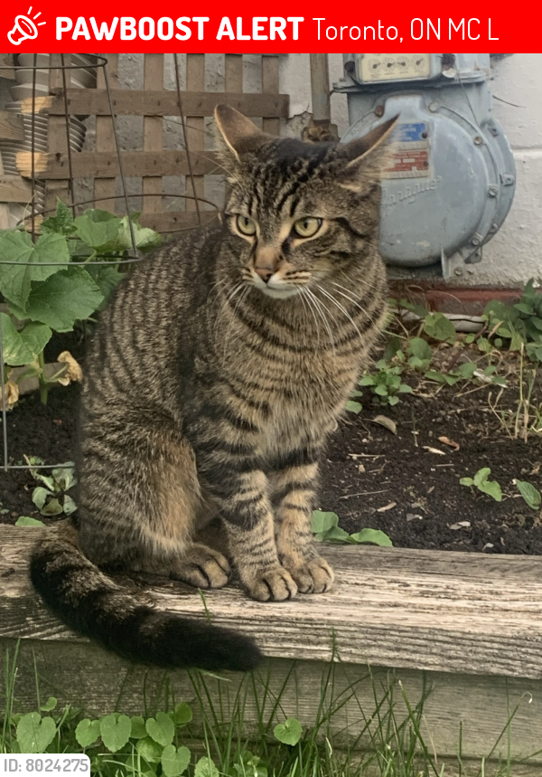 Toronto, ON Lost Male Cat, Lulu Is Missing | PawBoost