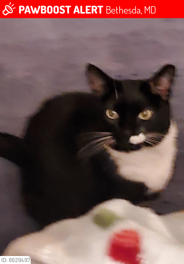 Lost Female Cat in Bethesda, MD 20817 Named Mini Moo (ID: 8029497 ...