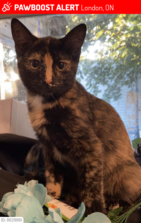 London, ON Lost Female Cat, Ember Is Missing | PawBoost
