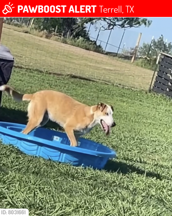 Lost Female Dog in Terrell, TX 75160 Named Bluey (ID: 8031661) | PawBoost
