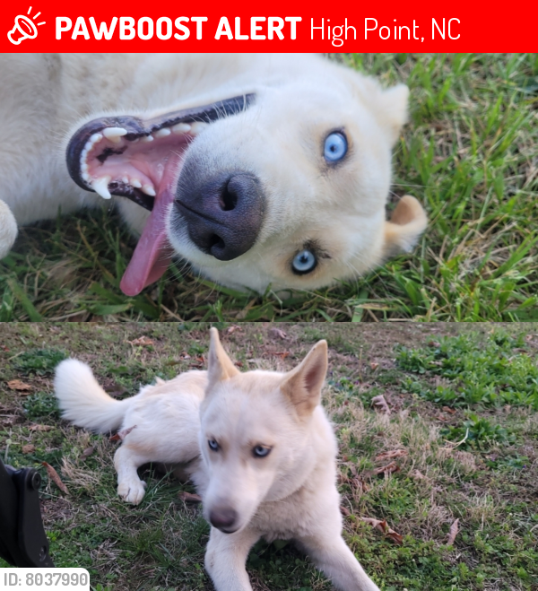 Deceased Female Dog in High Point, NC 27260 (ID: 68037990) | PawBoost