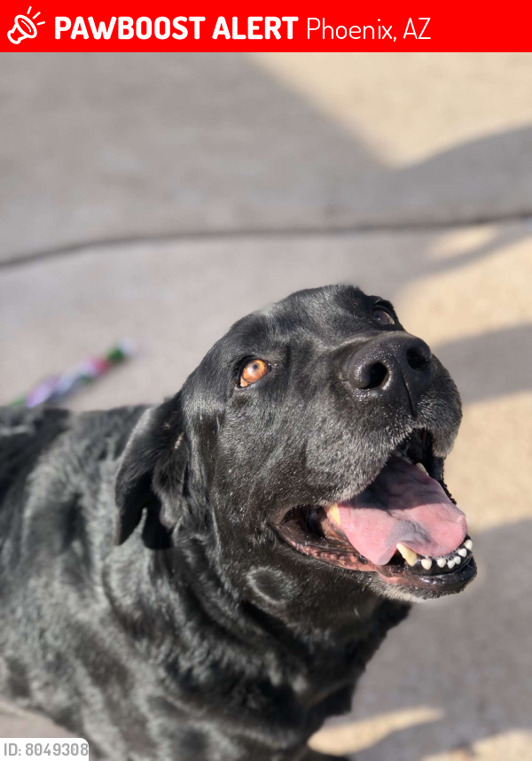 Lost Female Dog in Phoenix, AZ 85033 Named Onyx (ID: 8049308) | PawBoost