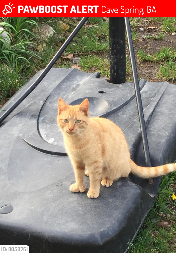 Lost Female Cat in Cave Spring, GA 30124 Named Lucy (ID: 8050761 ...