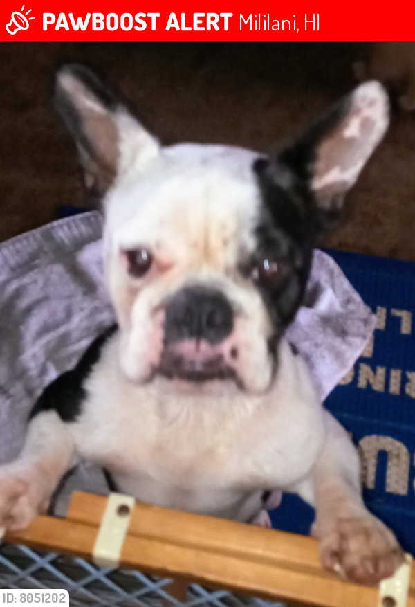 Lost Male Dog in Mililani, HI 96789 Named Capone (ID: 8051202) | PawBoost