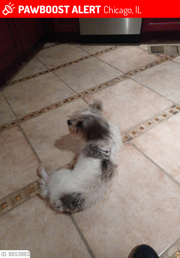 Chicago, IL Lost Female Dog, Sweetie Is Missing | PawBoost