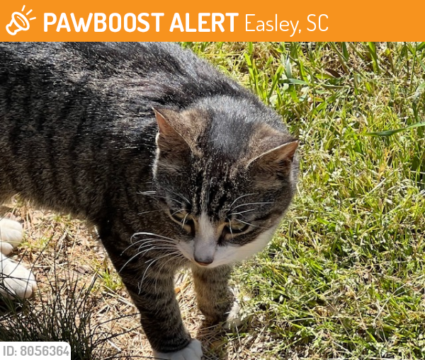 Found/Stray Female Cat in Easley, SC 29640 (ID: 8056364) | PawBoost