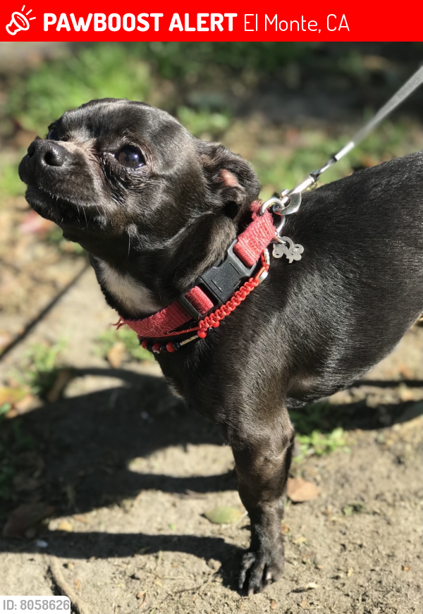 El Monte, CA Lost Male Dog, bebé Is Missing | PawBoost