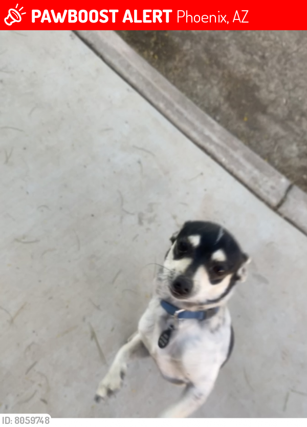 Lost Male Dog in Phoenix, AZ 85017 Named Oreo (ID: 8059748) | PawBoost