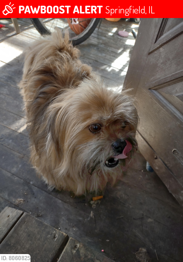 Springfield, IL Lost Male Dog, Romeo Is Missing | PawBoost