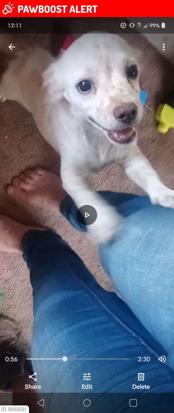 Lost Male Dog in Riverside County, CA 92570 Named Picachu (ID: 8061501 ...