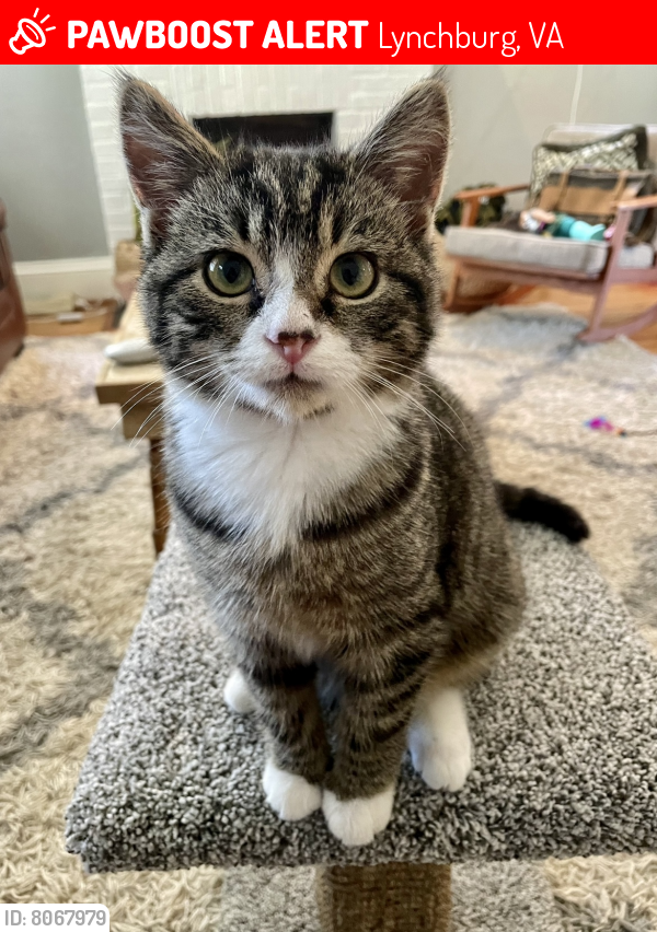 Lynchburg, VA Lost Male Cat, Coco Is Missing | PawBoost