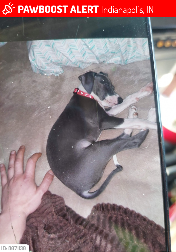 Indianapolis, IN Lost Male Dog, Chino Is Missing | PawBoost