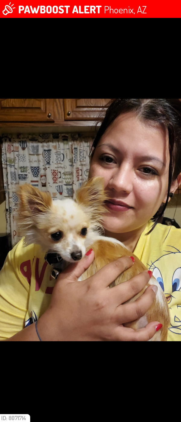 Lost Female Dog in Phoenix, AZ 85009 Named Chiquita (ID: 8071714 ...