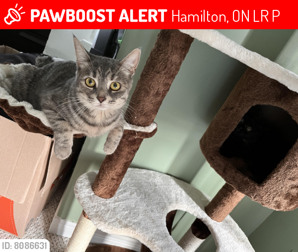 Hamilton, ON Lost Female Cat, Rex Is Missing | PawBoost