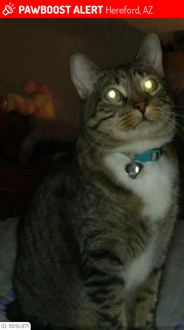 Hereford, AZ Lost Male Cat, Gizmo Is Missing | PawBoost