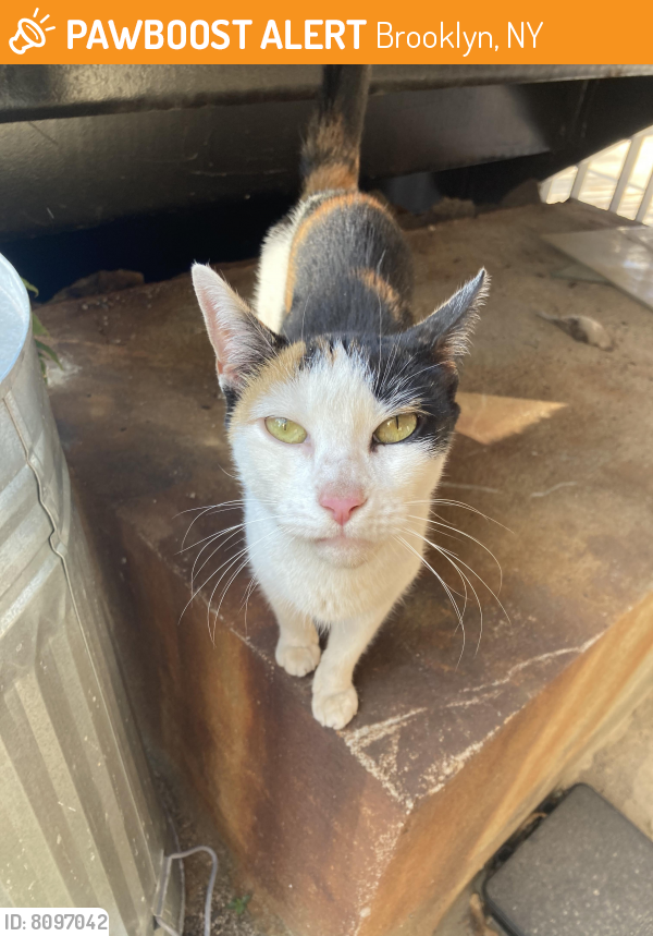 Brooklyn, NY Stray Cat Found Near Hart street between Marcus Garvey ...
