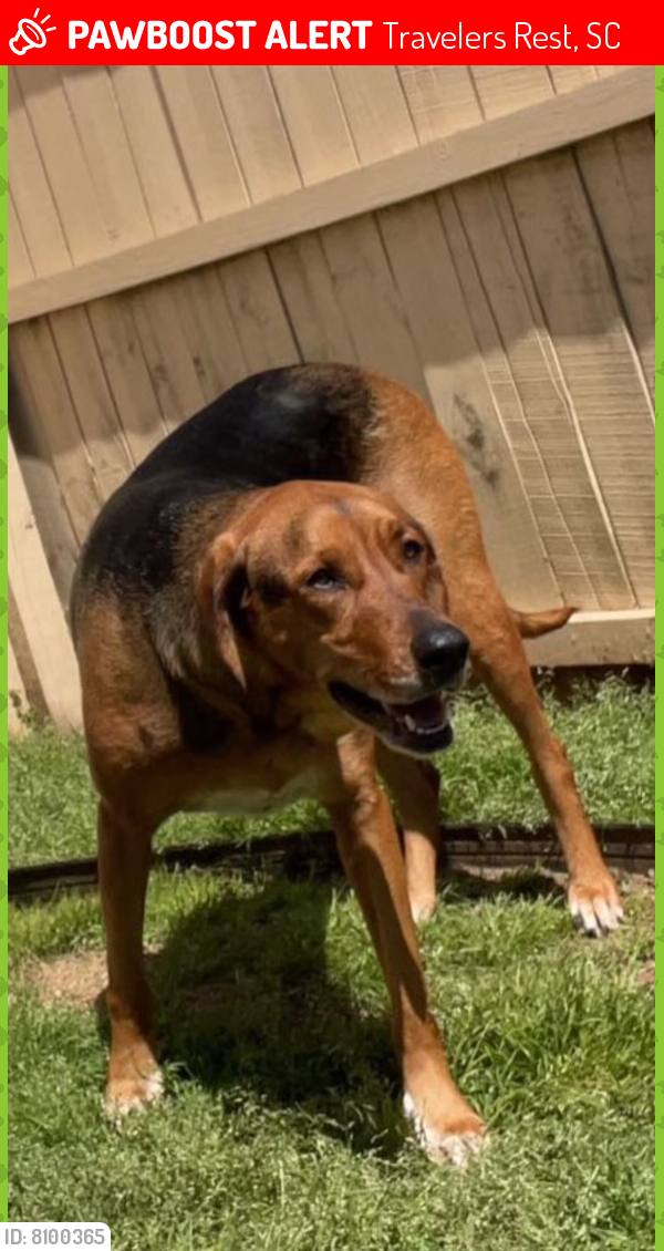 Lost Female Dog in Travelers Rest, SC 29690 Named Nellie Black (ID ...