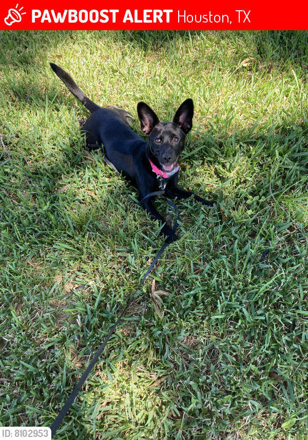 Houston, TX Lost Female Dog, Princess Is Missing | PawBoost