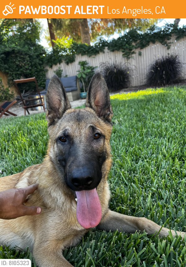 Rehomed Male Dog in Los Angeles, CA 91352 (ID: 68105323) | PawBoost