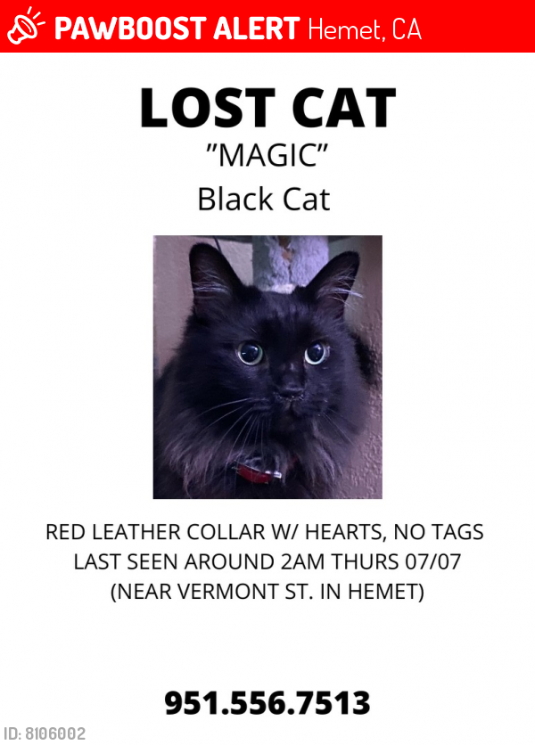 Lost Female Cat in Hemet, CA 92544 Named Magic (ID: 8106002) | PawBoost