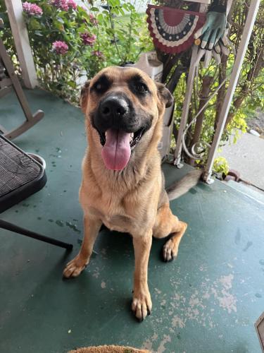 PawBoost Lost and Found Pets - Find and Report Lost Pets Nationwide