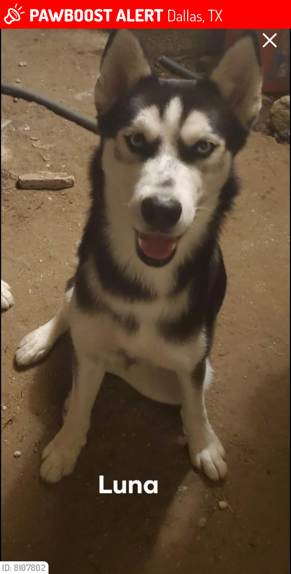 Lost Female Dog in Dallas, TX 75217 Named Luna (ID: 8107802) | PawBoost
