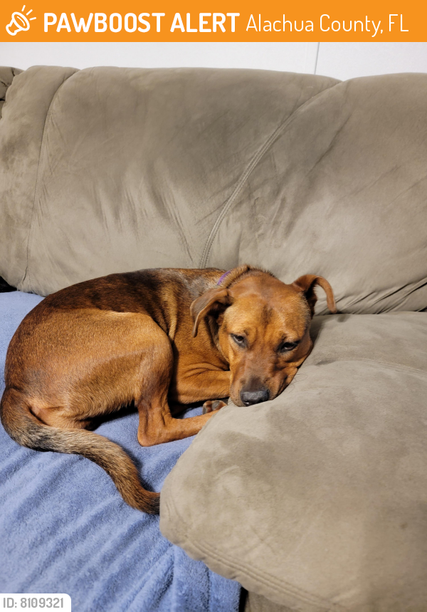 Alachua County, FL Stray Female Dog Found Near County road 234 near ...
