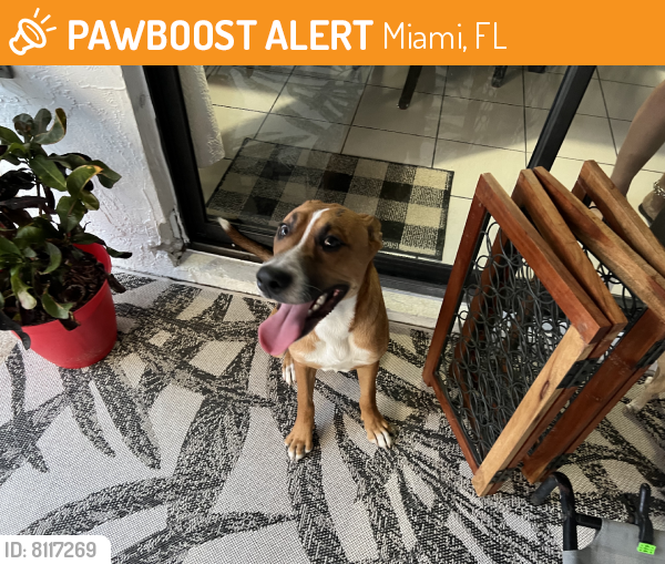 Found/Stray Male Dog in Miami, FL 33177 (ID: 8117269) | PawBoost