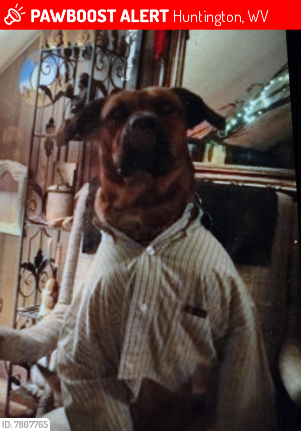 Lost Male Dog in Huntington, WV 25701 Named Hemingway (ID: 7807765 ...