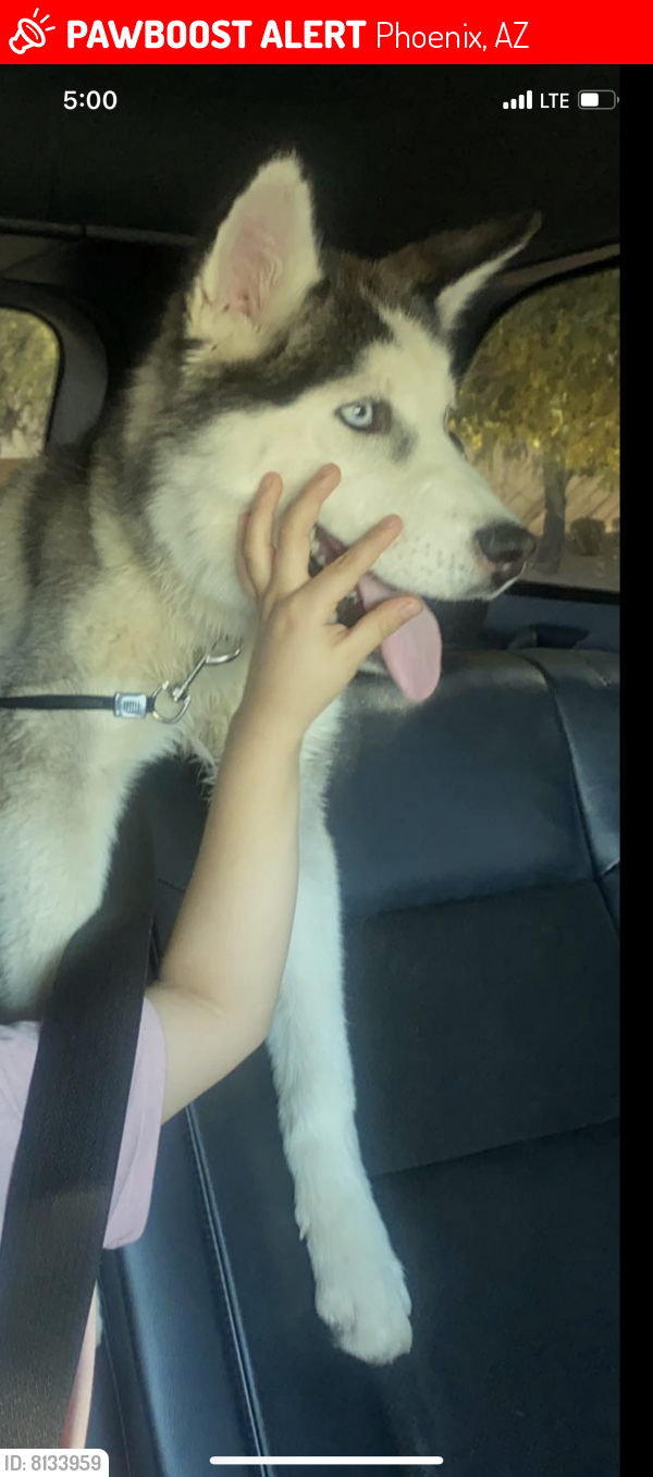 Phoenix, AZ Lost Female Dog, Belinda Is Missing | PawBoost
