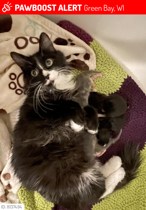 Green Bay, WI Lost Female Cat, Phoebe Is Missing | PawBoost