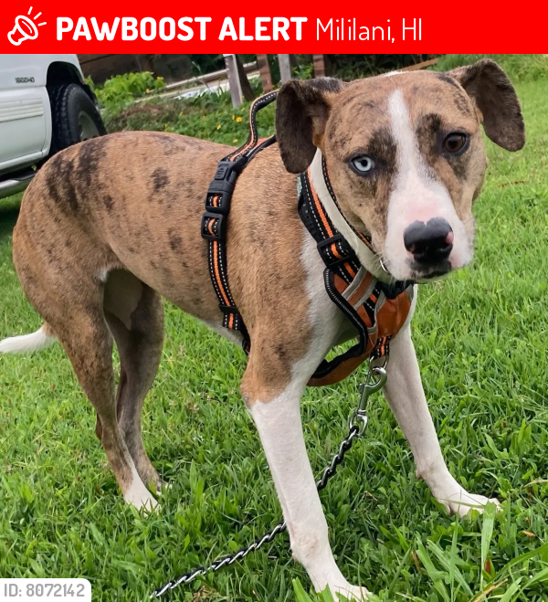 Mililani, HI Lost Female Dog, Callista Is Missing | PawBoost