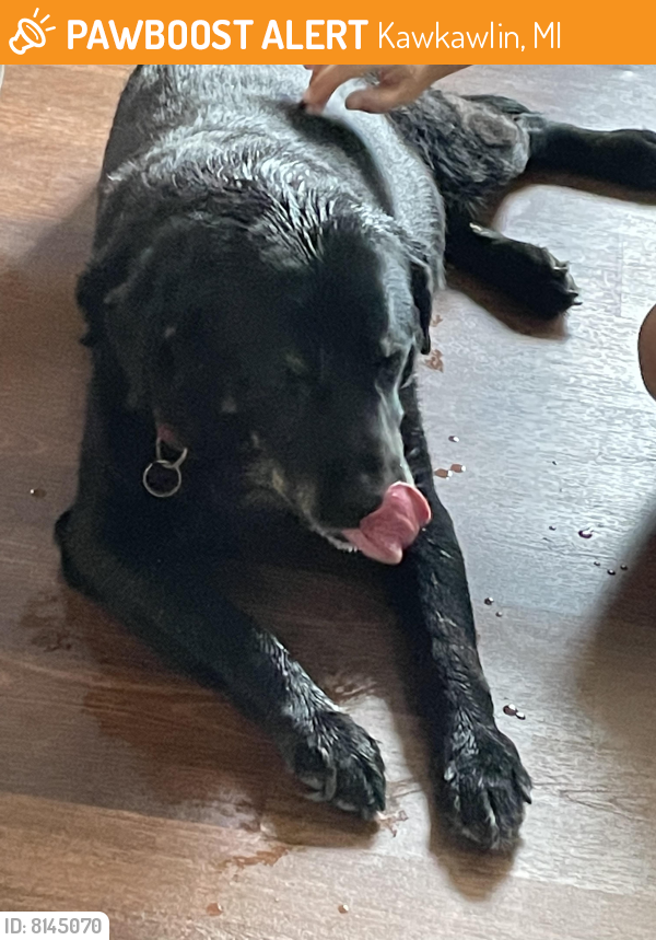Kawkawlin, MI Stray Male Dog Found Near Parish Rd | PawBoost