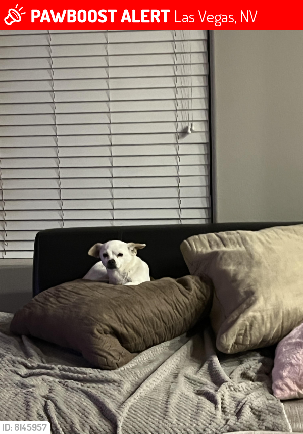 Las Vegas, NV Lost Female Dog, Elsa Is Missing | PawBoost
