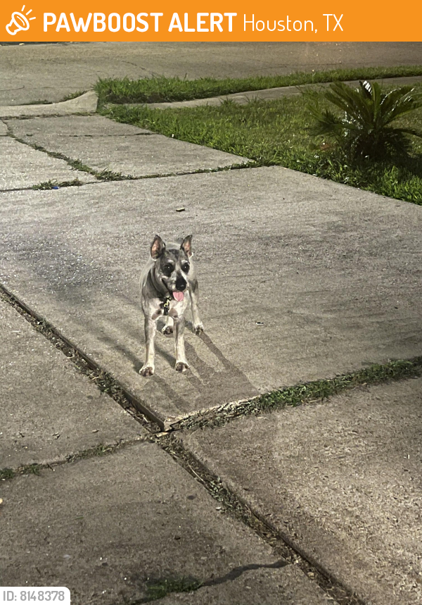 Houston, TX Stray Male Dog Found Near Mobud Dr, Houston Tx 77074 | PawBoost