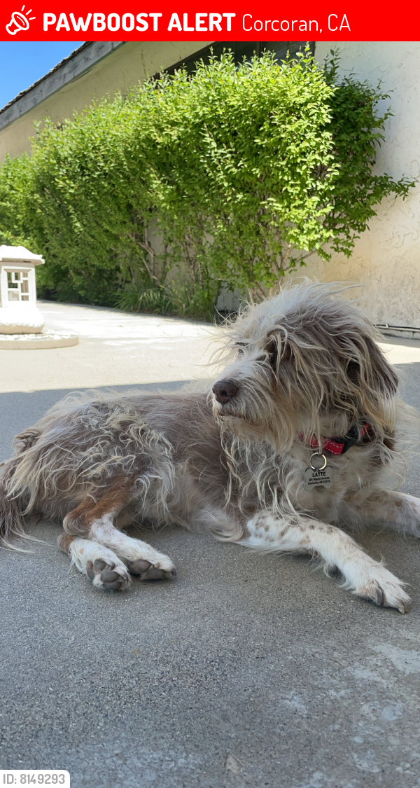 Corcoran, CA Lost Male Dog, Latte Is Missing | PawBoost