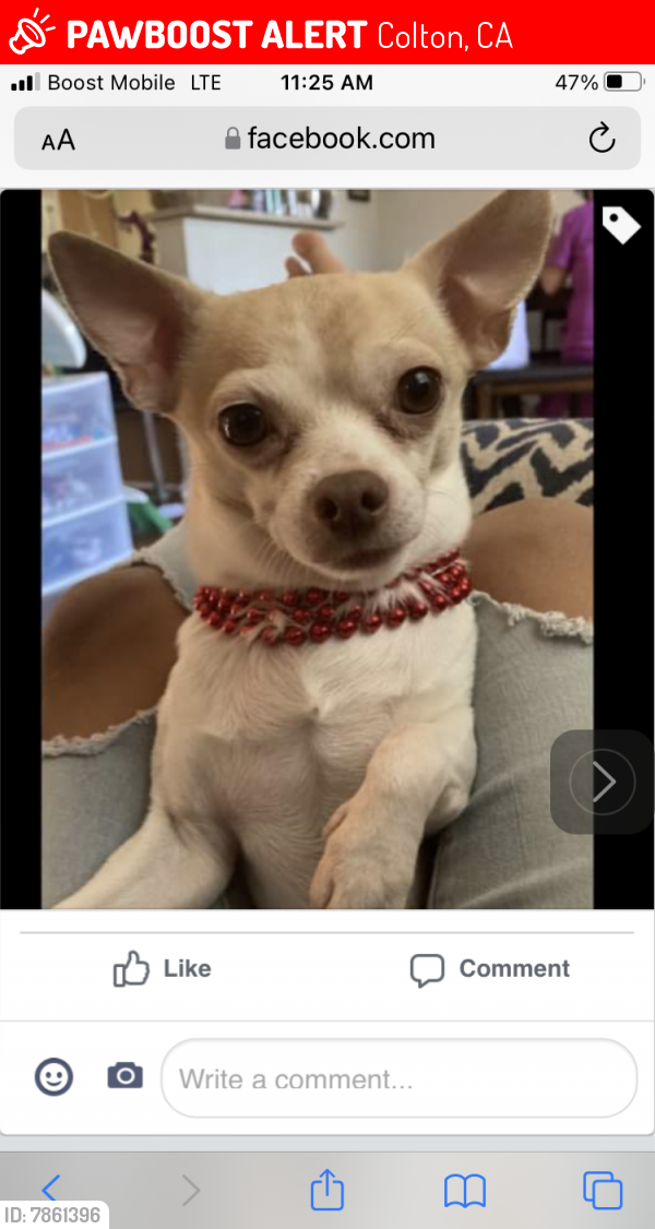Colton, CA Lost Male Dog, Bucky Is Missing | PawBoost